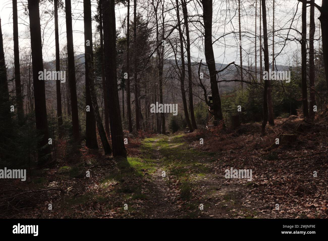 Mein waldmoment hi-res stock photography and images - Alamy