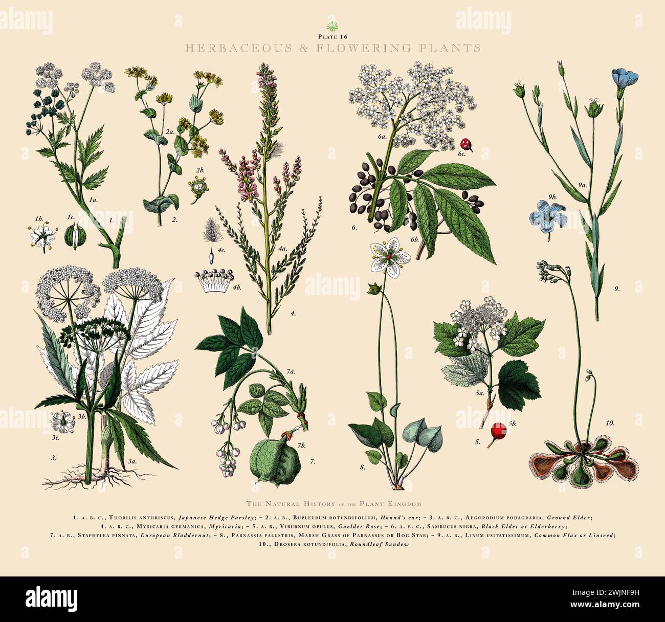 Herbaceous and Flowering Plants, Plant Kingdom, Victorian Botanical ...