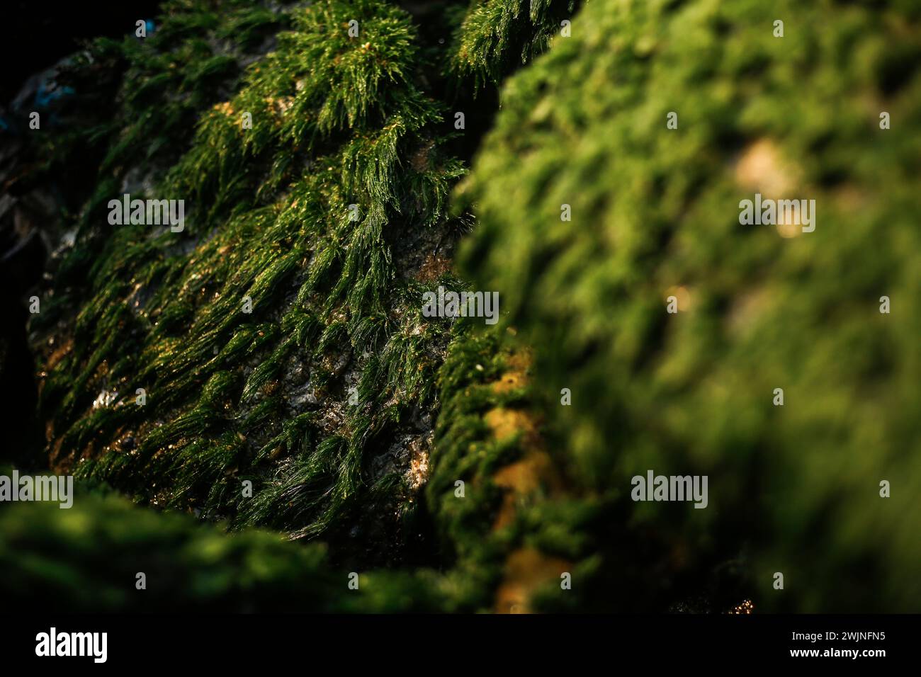 green moss and lichens in Sri Lanka Beach, landscape in the microcosm ...