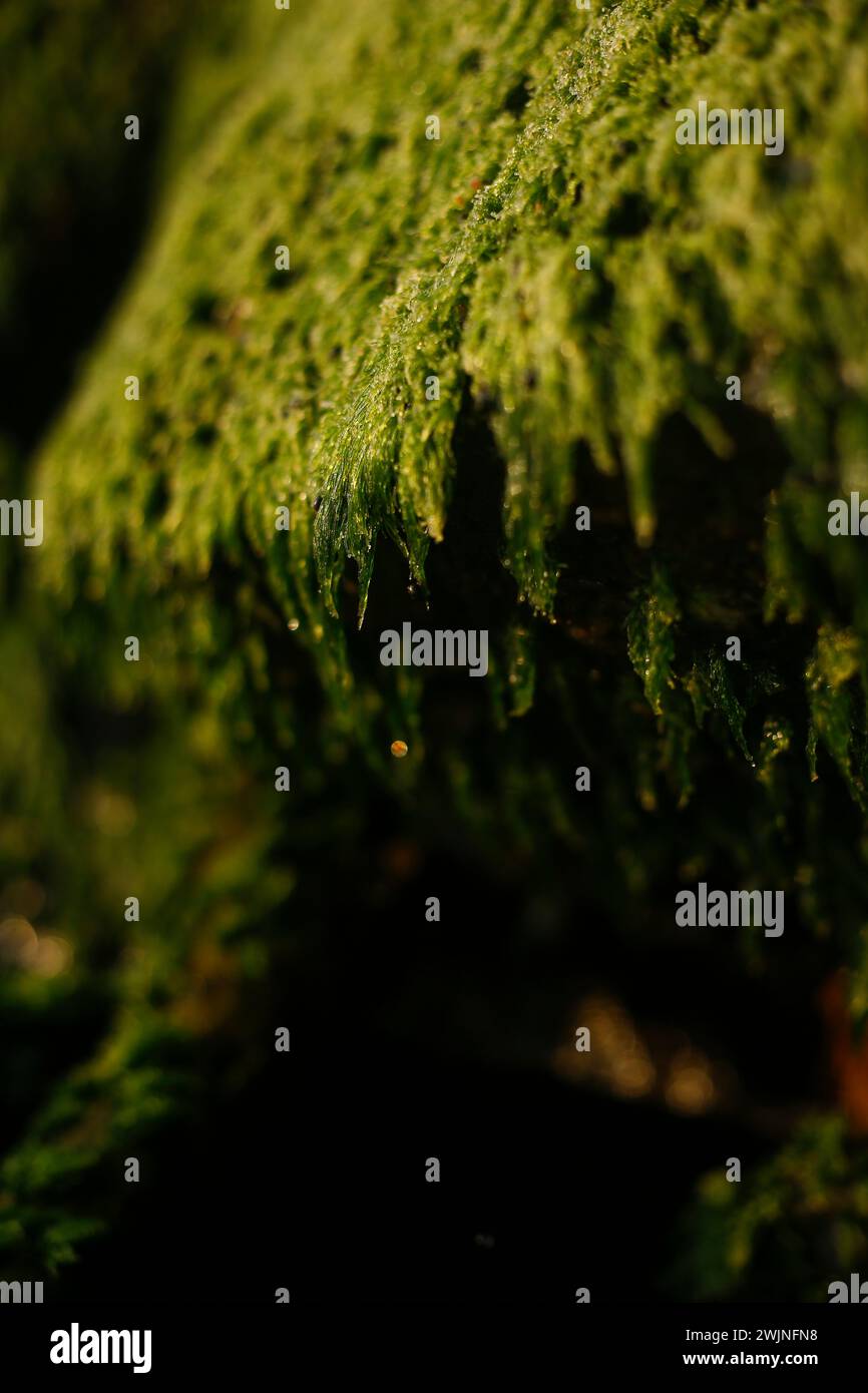 green moss and lichens in Sri Lanka Beach, landscape in the microcosm ...