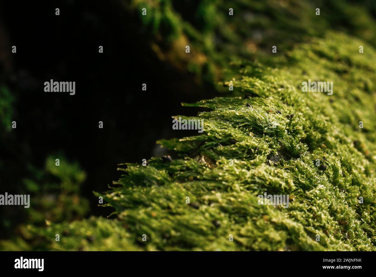 green moss and lichens in Sri Lanka Beach, landscape in the microcosm ...
