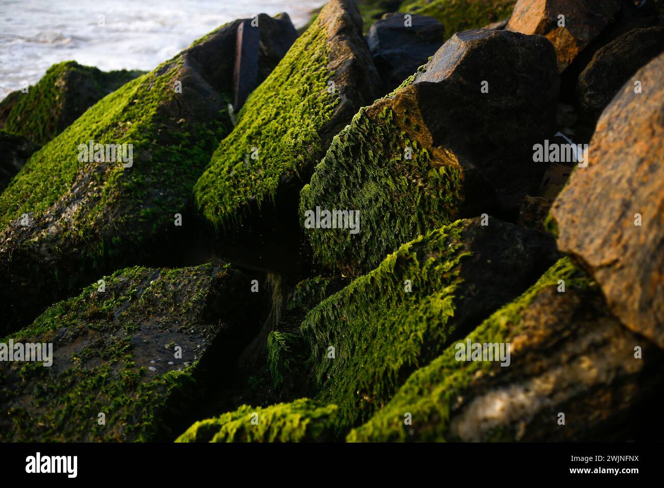 green moss and lichens in Sri Lanka Beach, landscape in the microcosm ...