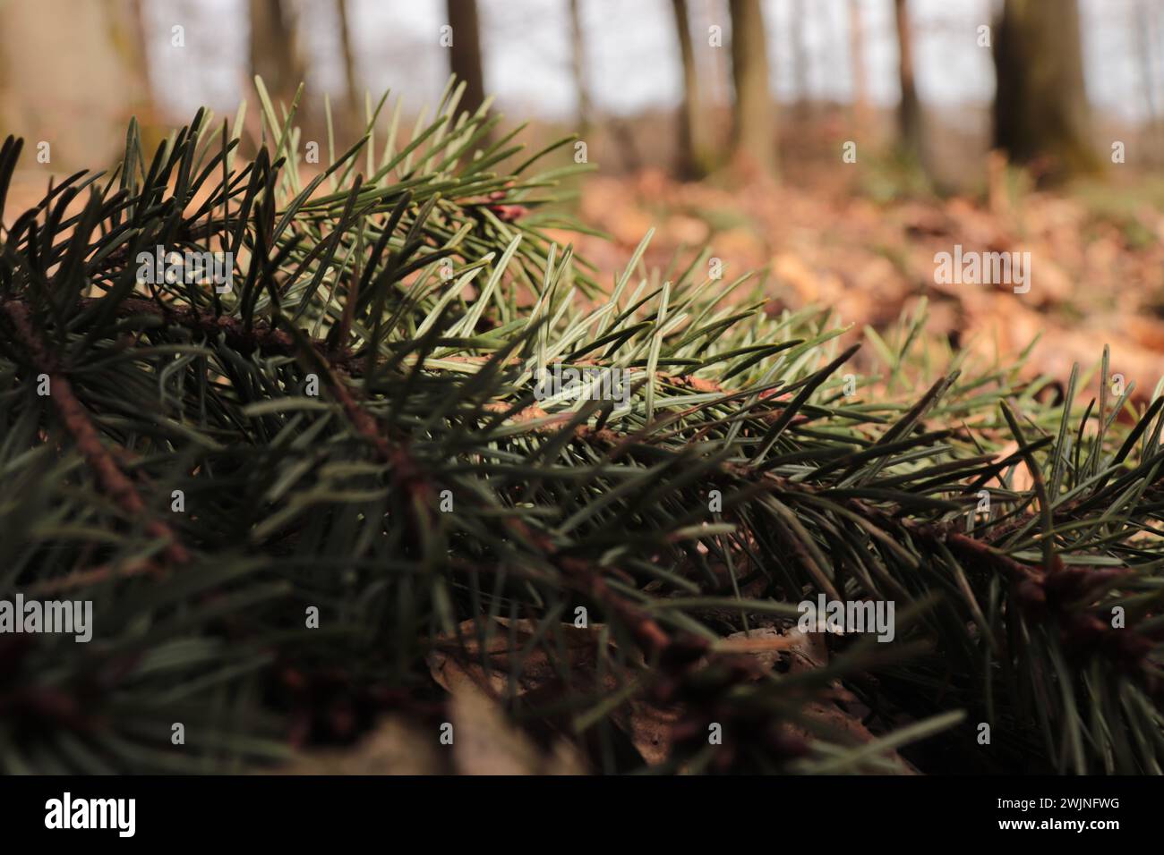 Meadowwalker hi-res stock photography and images - Alamy