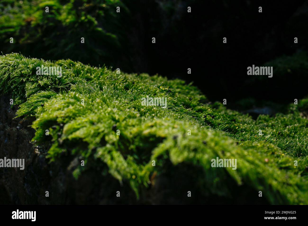 green moss and lichens in Sri Lanka Beach, landscape in the microcosm ...