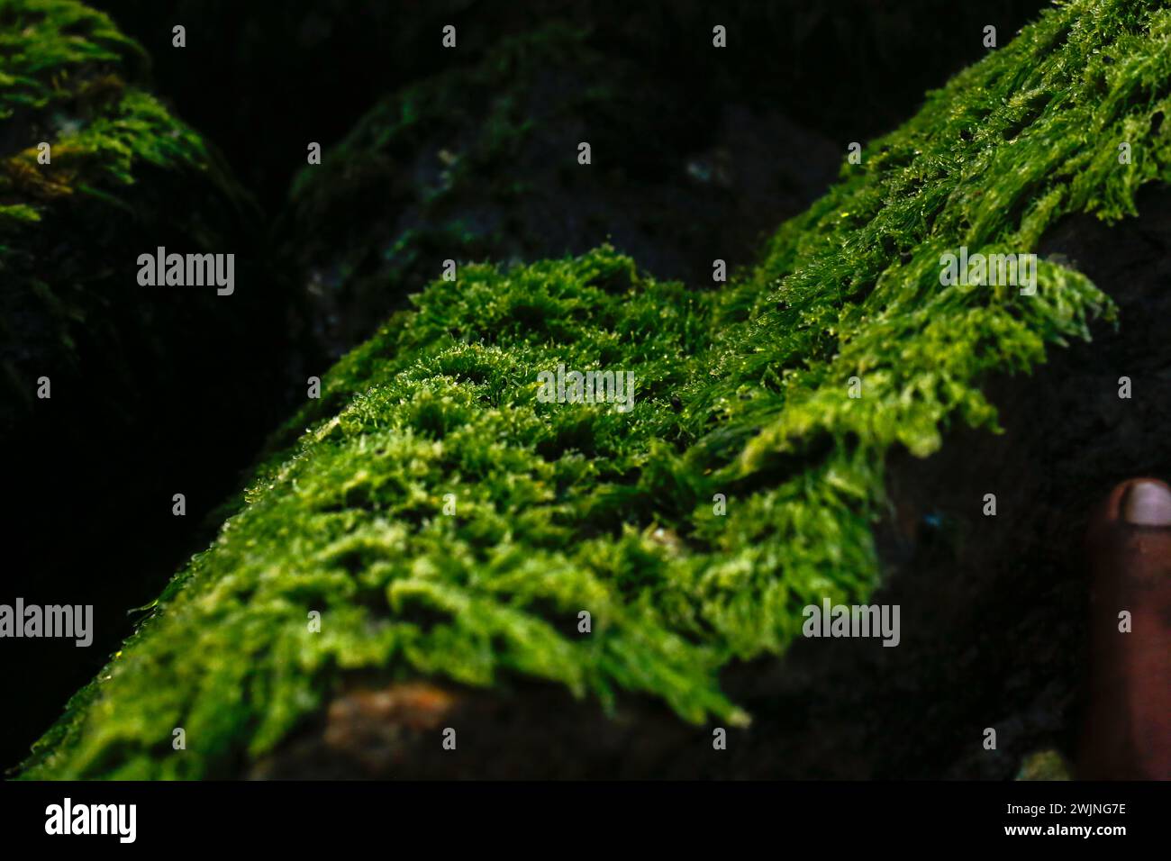 green moss and lichens in Sri Lanka Beach, landscape in the microcosm ...
