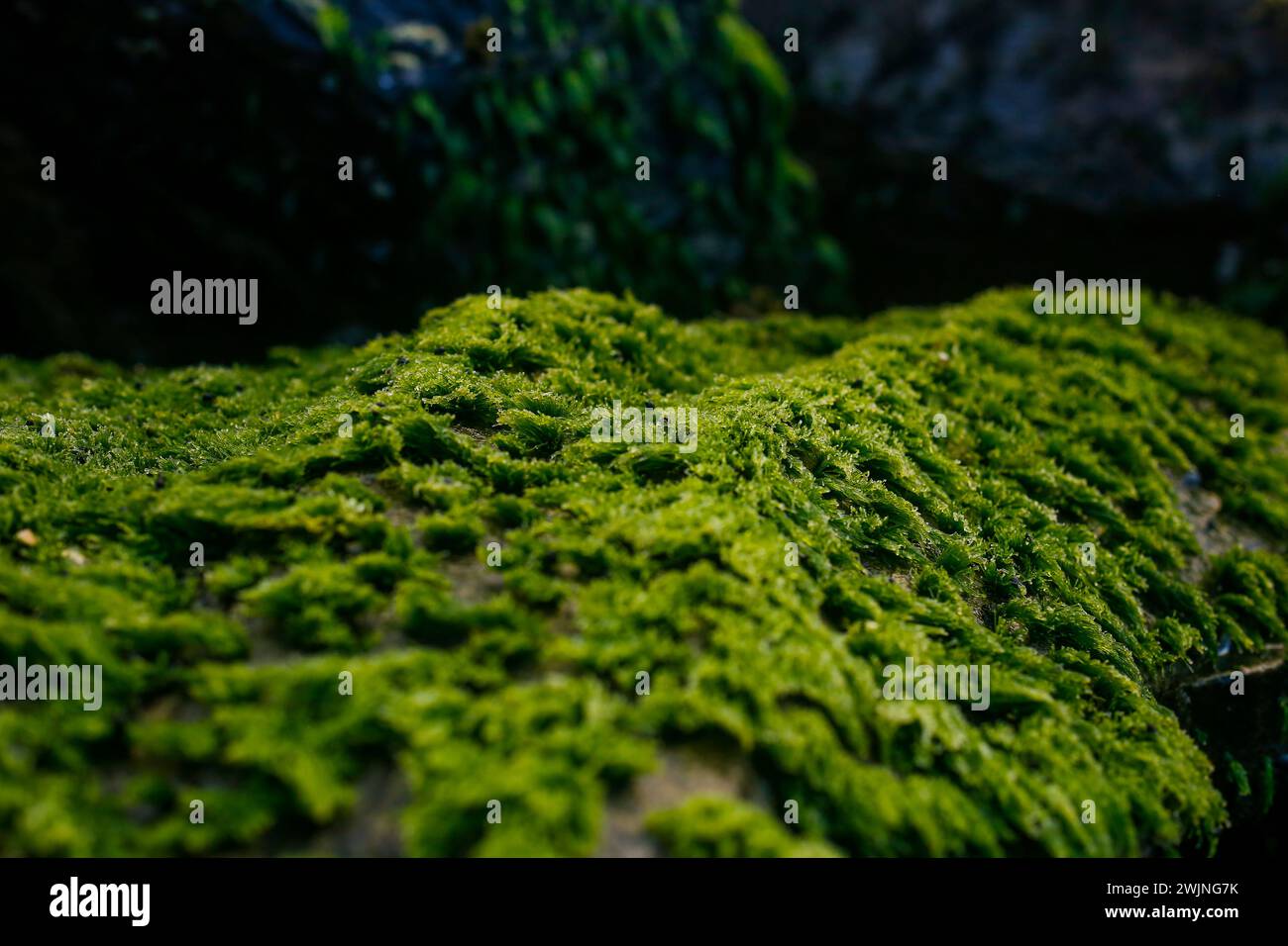 green moss and lichens in Sri Lanka Beach, landscape in the microcosm ...