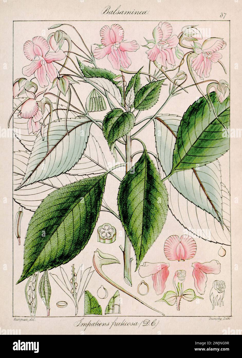 Vintage botanical illustration. It's a plate taken from a 19th-century ...