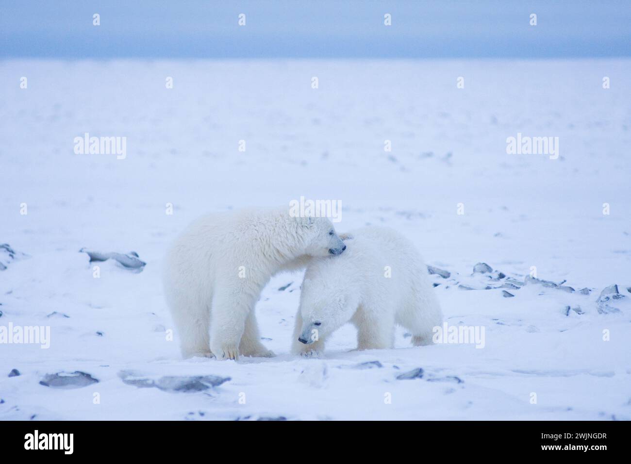 polar bears Ursus maritimus spring cubs playing along a barrier island ...