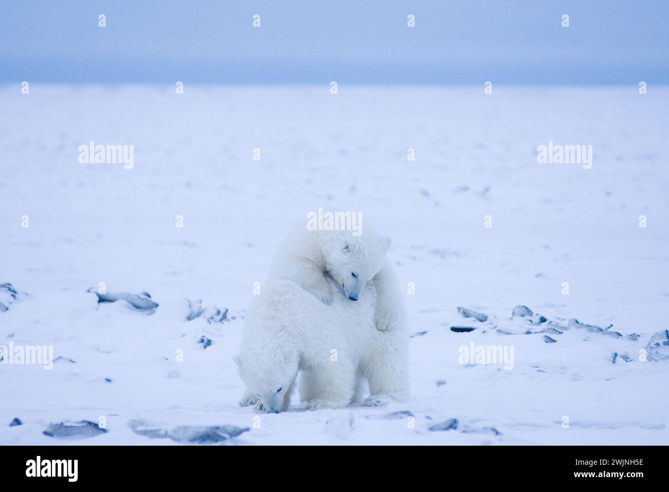 polar bears Ursus maritimus spring cubs playing along a barrier island ...