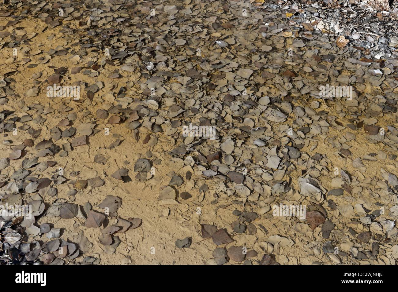 A chara on the sandy ground full of fallen tree leaves Stock Photo - Alamy