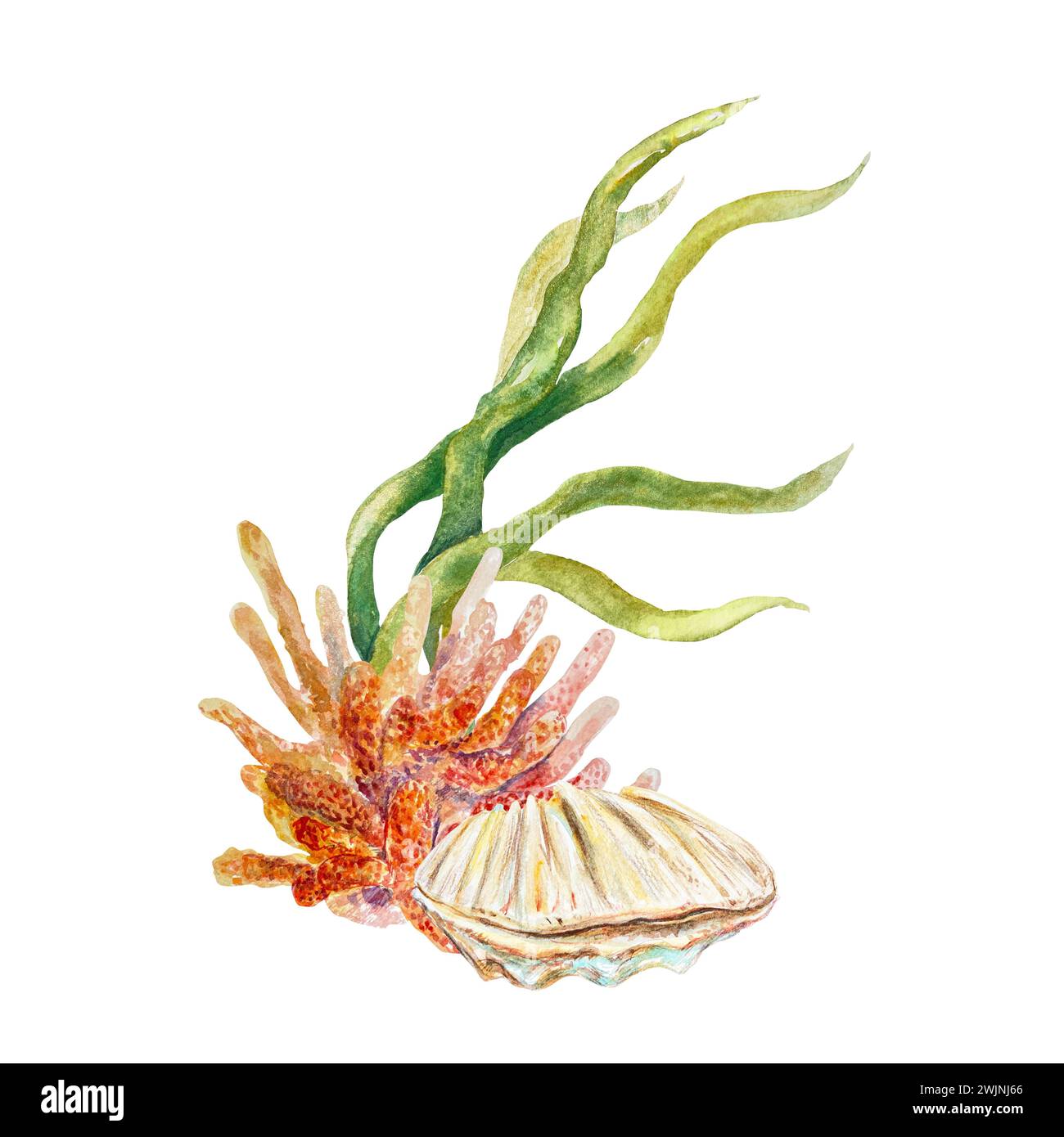 Corals, pearl shell, algae, watercolor. Illustration isolated on white ...