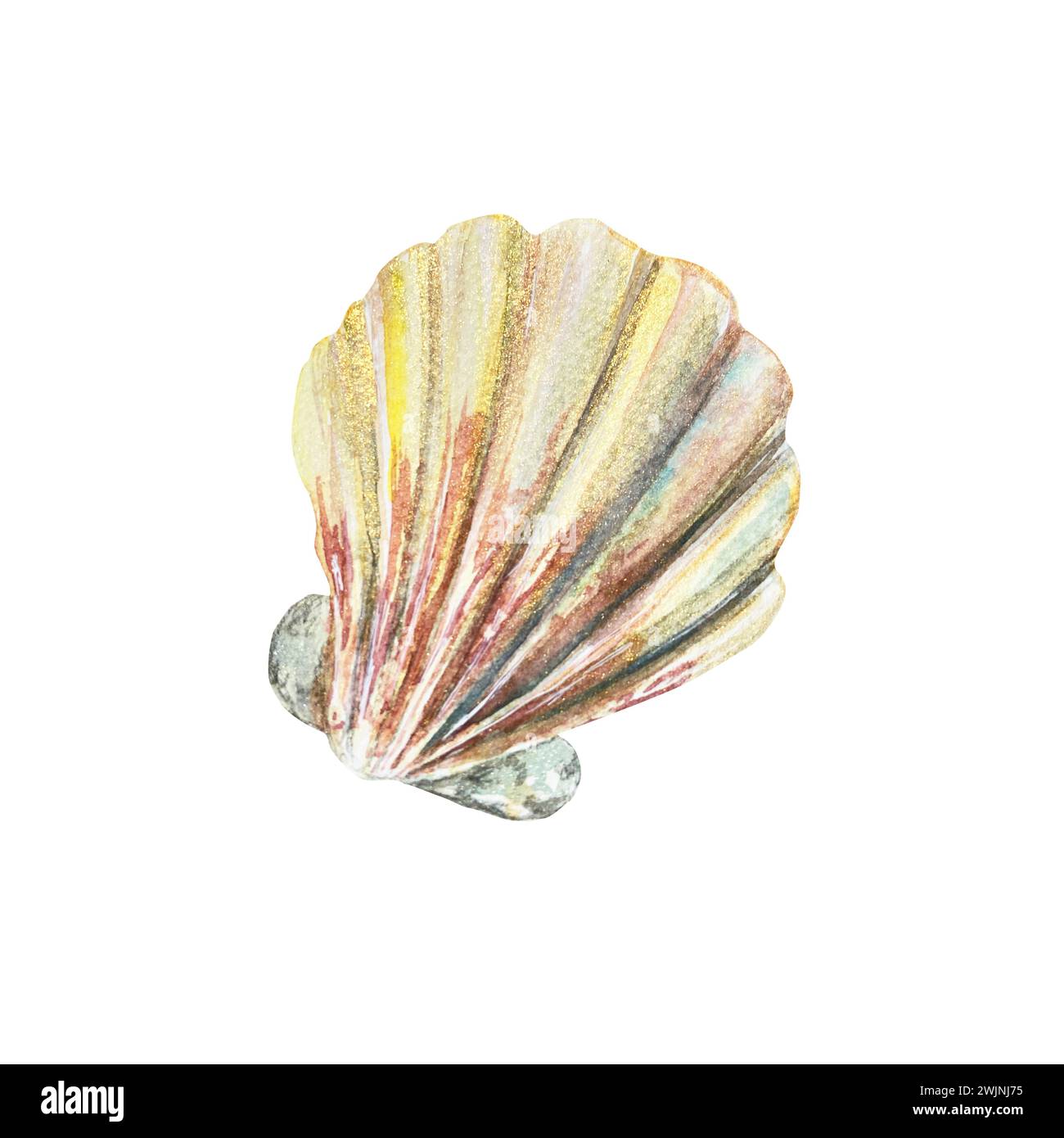 Watercolor shell, scallop. Illustration on a marine theme isolated on a ...