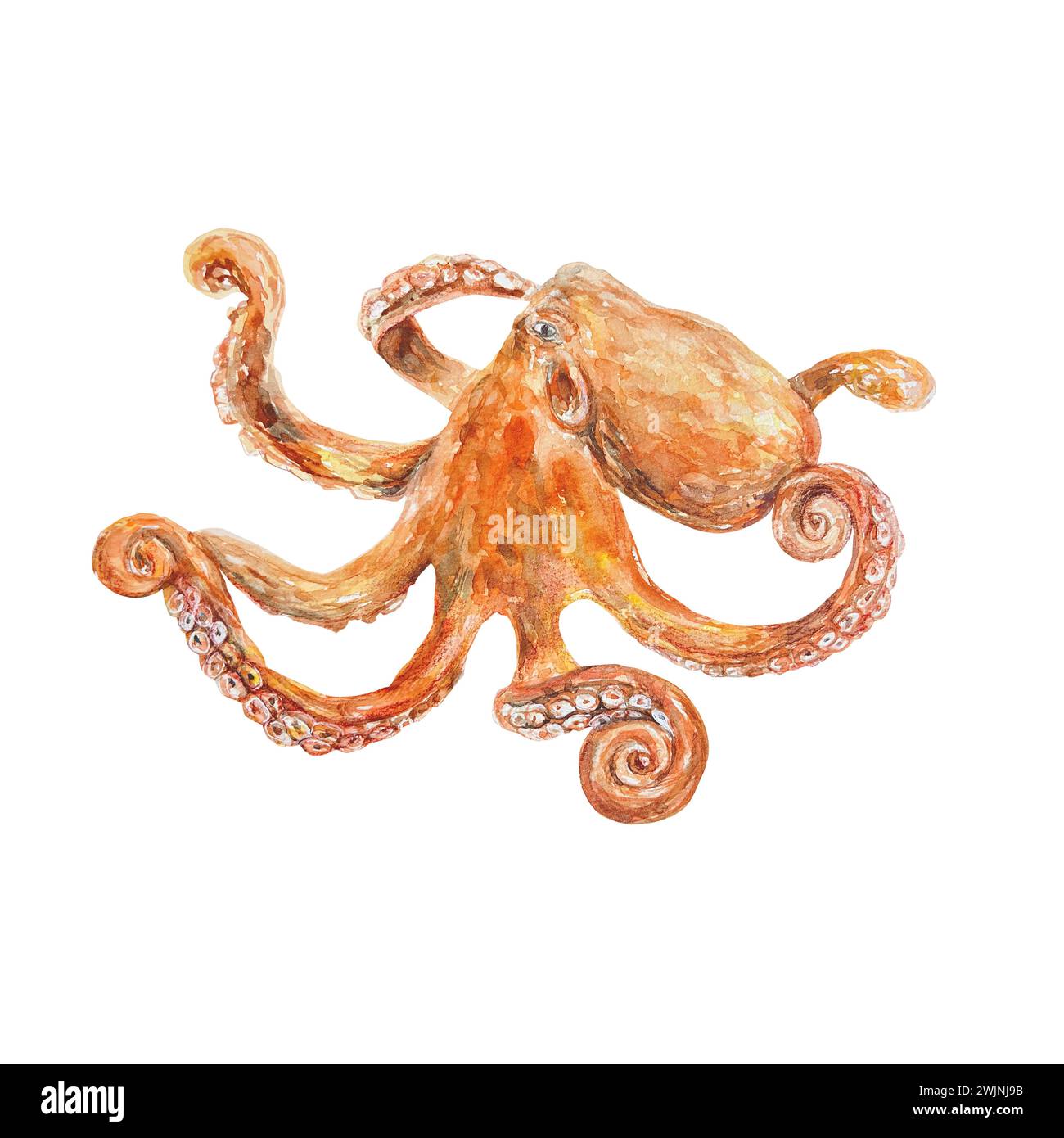 Octopus watercolor. Illustration on a marine theme, isolated on a white ...