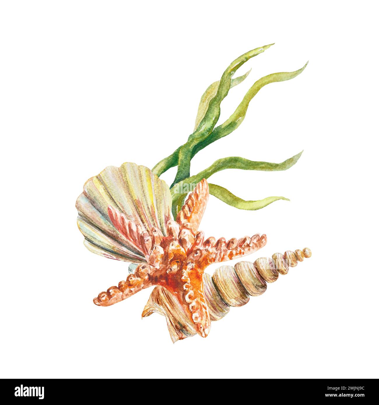 Starfish, shells, algae, watercolor. Illustration on a marine theme ...