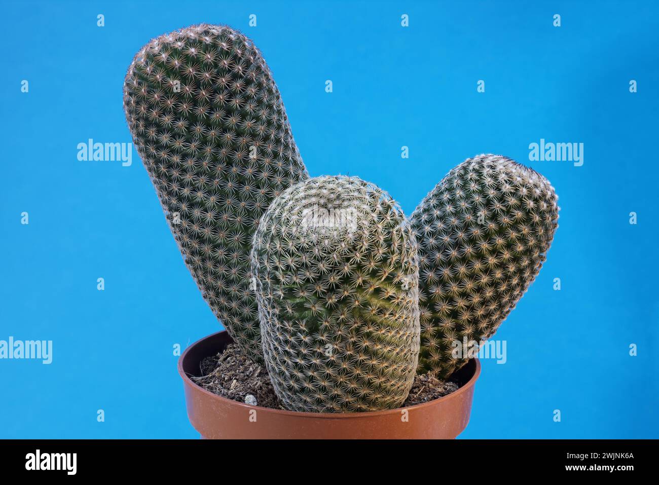Mammillaria matudae hi-res stock photography and images - Alamy