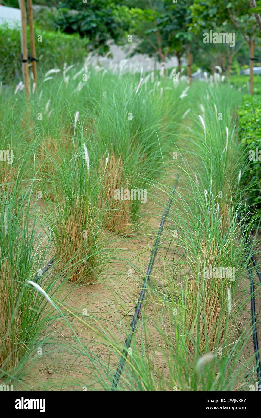 Drip irrigation on in the city. Dubai, United Arab Emirates Stock Photo ...