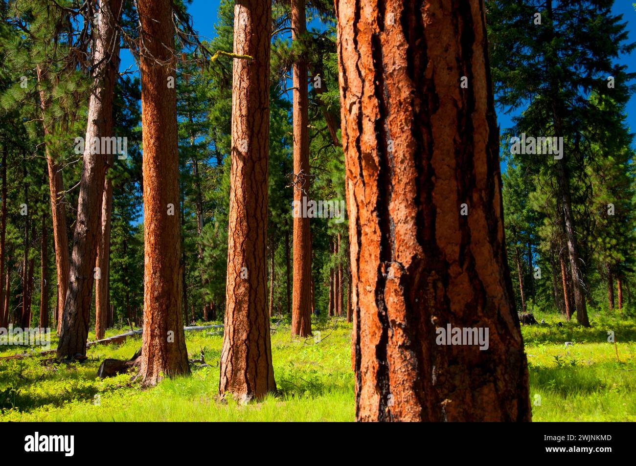 Ponderosa pine (Pinus ponderosa), Wallowa-Whitman National Forest ...