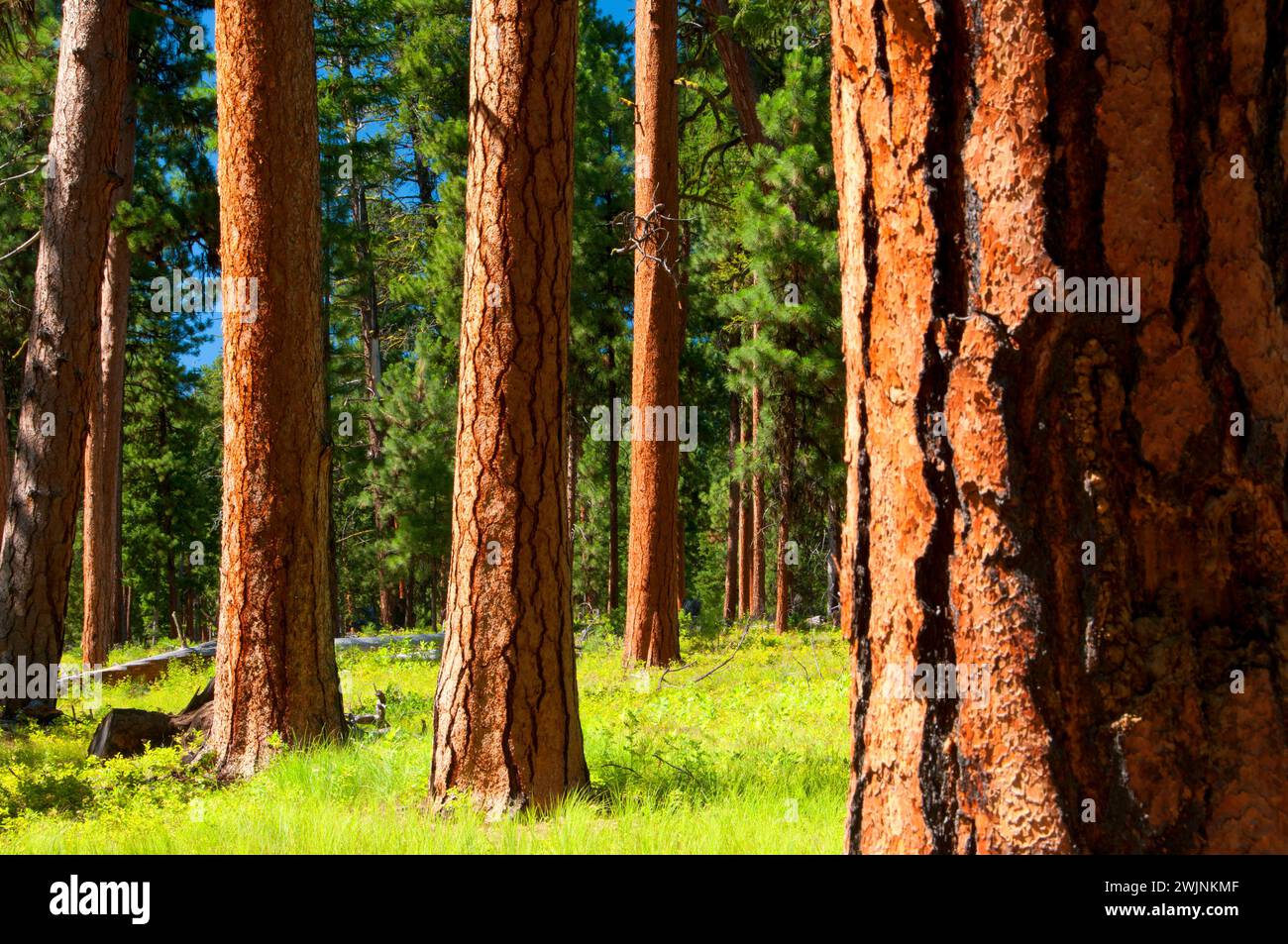 Ponderosa pine (Pinus ponderosa), Wallowa-Whitman National Forest ...