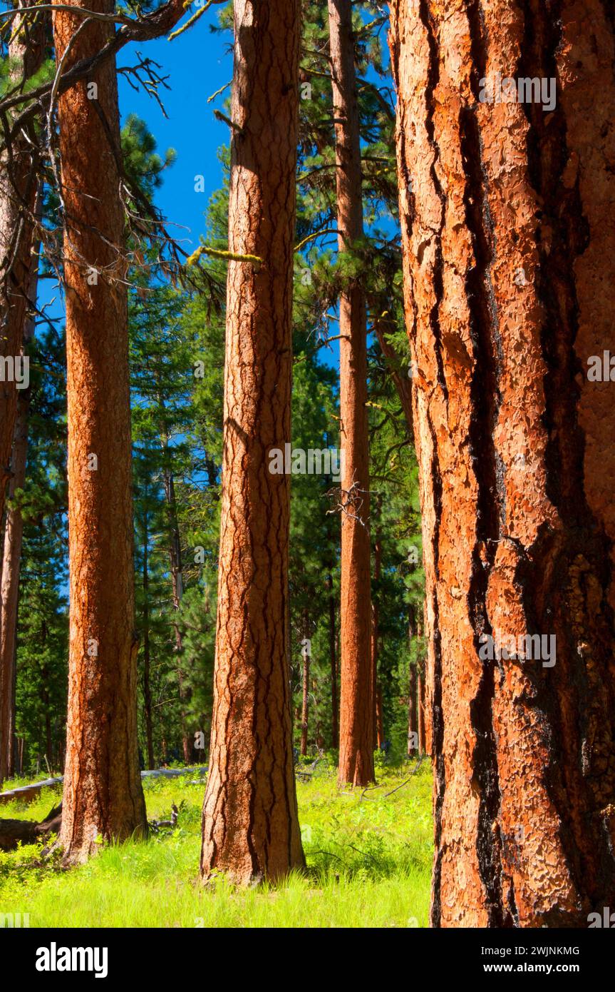 Ponderosa pine (Pinus ponderosa), Wallowa-Whitman National Forest ...