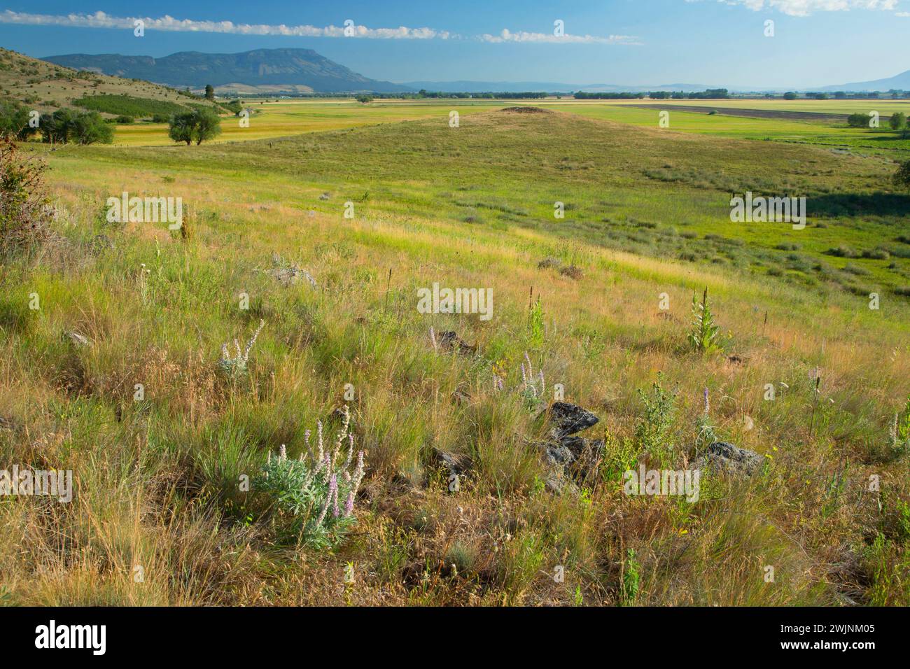 Grassland, Ladd Marsh Wildlife Area, Oregon Stock Photo - Alamy