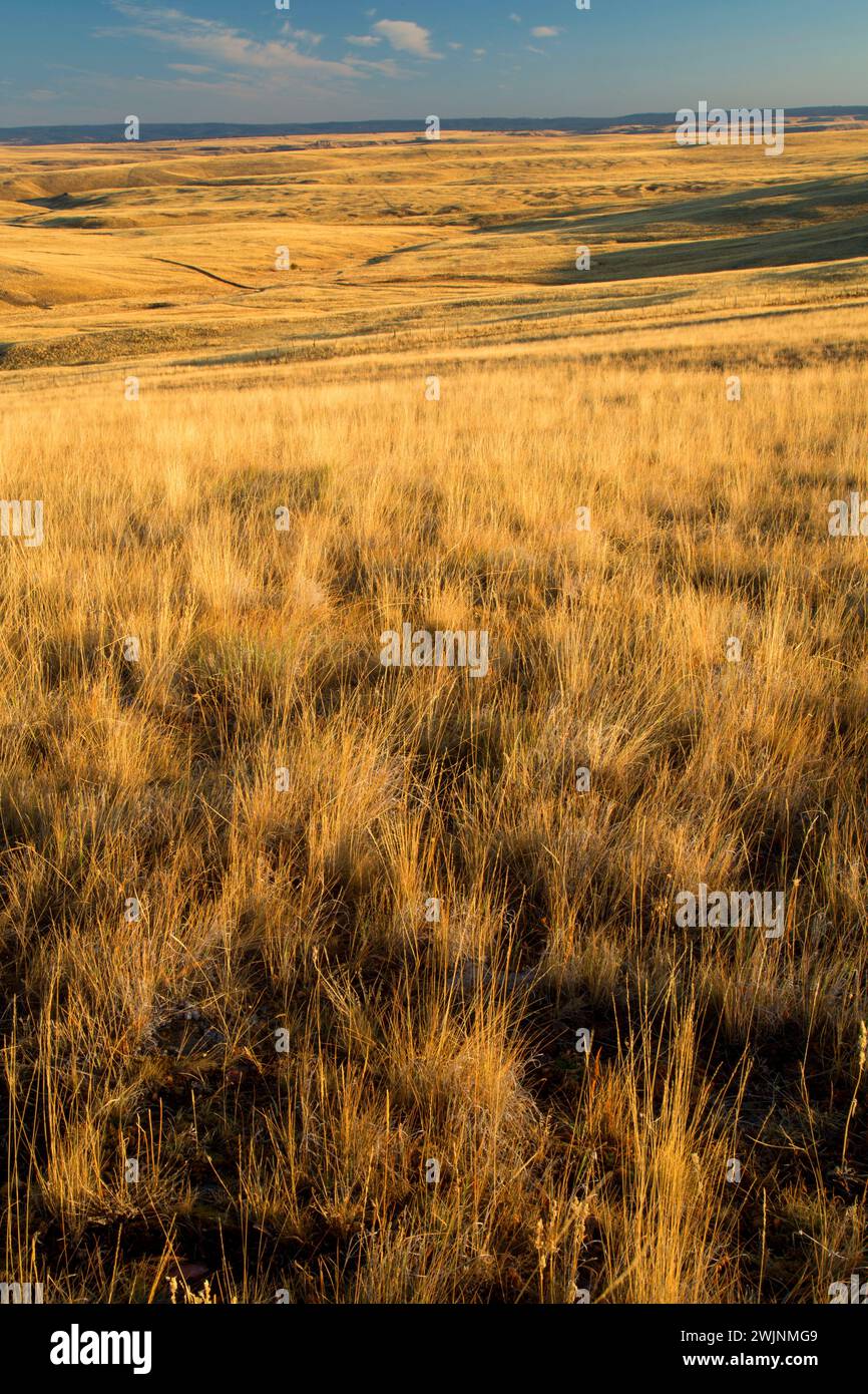 Prairie grassland from Harsin Butte Trail, Zumwalt Prairie Preserve ...