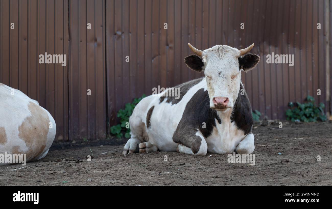 A sleeping cow in a street of Chuschir on Olchon on Lake Baikal in ...