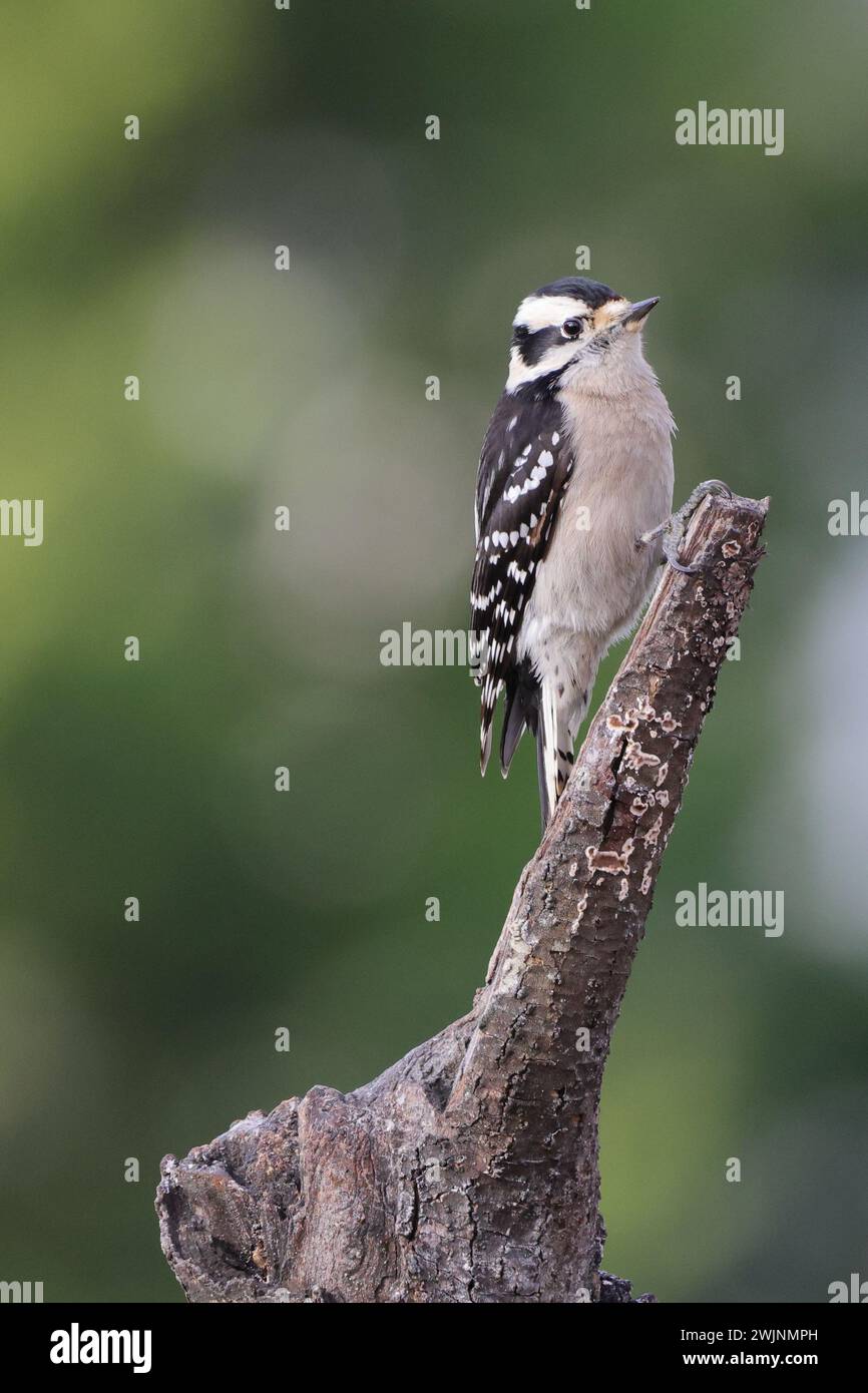 Small bird perched on branch with open beak Stock Photo - Alamy