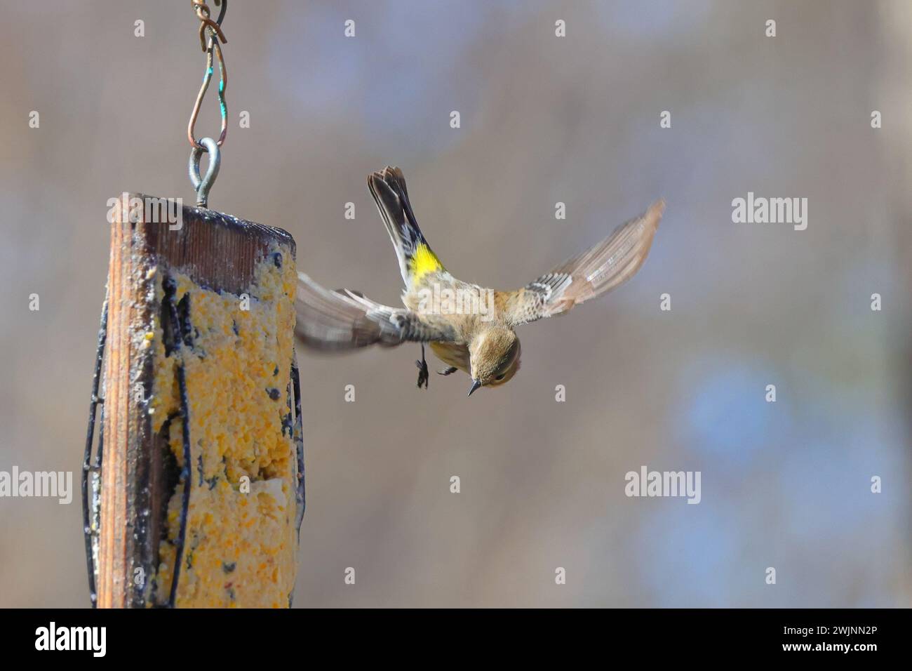 A bird in flight descending from a yellow structure Stock Photo - Alamy