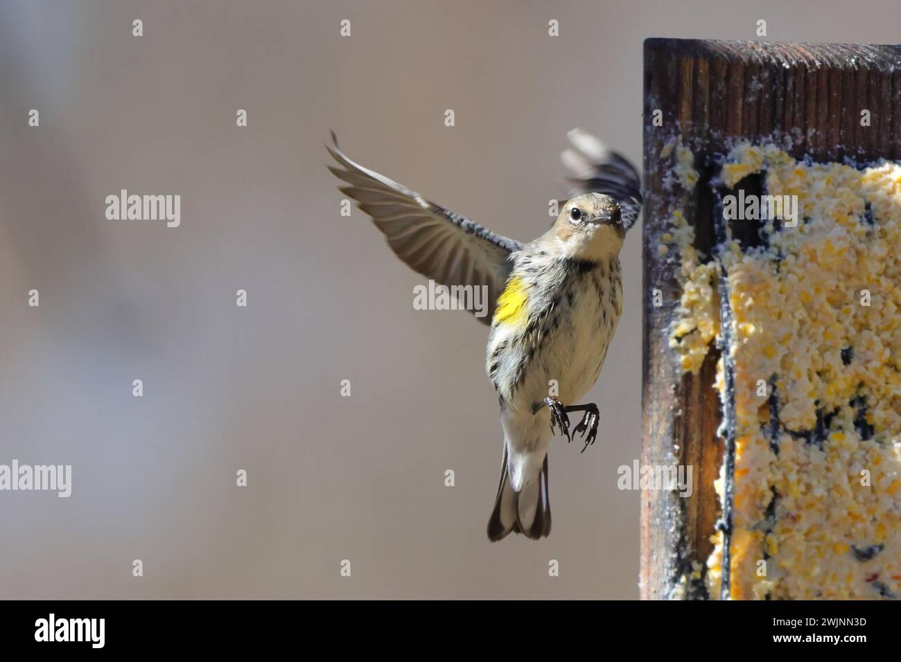 Colorful bird feeder hi-res stock photography and images - Alamy