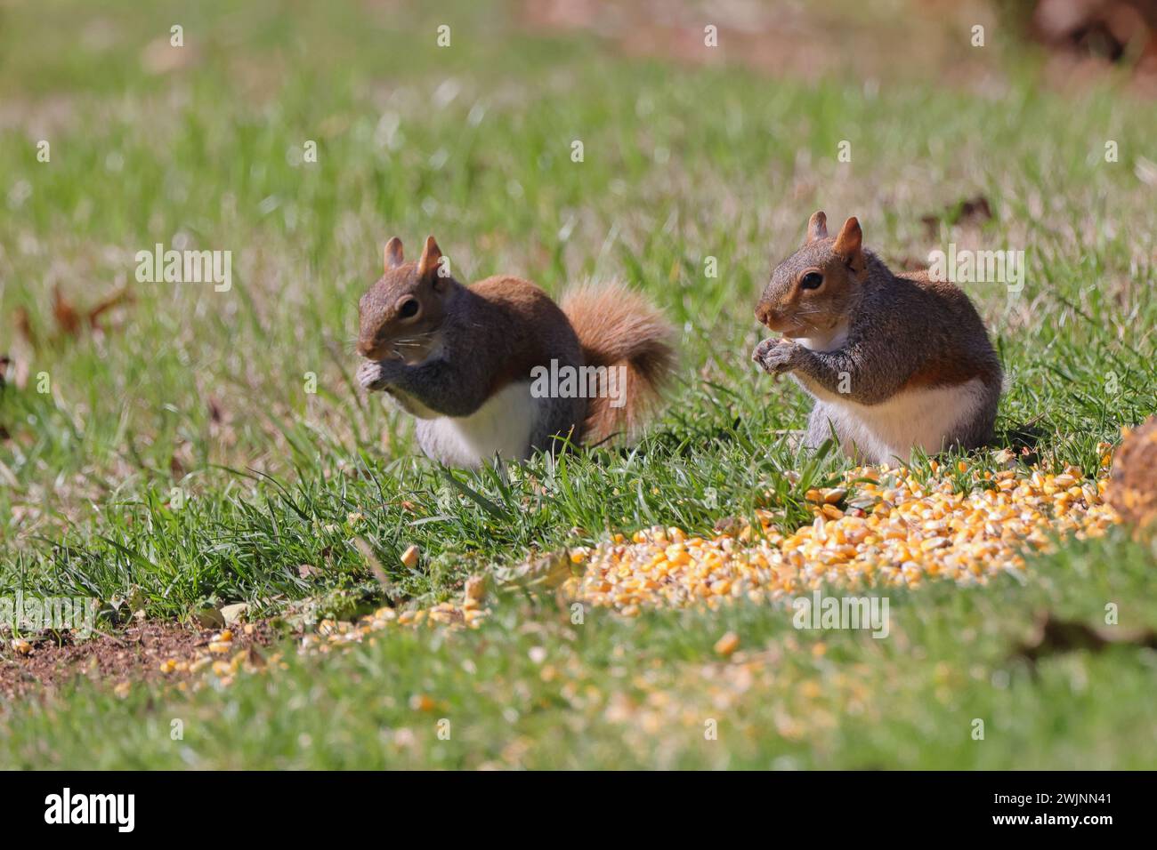 Two squirrels nuts hi-res stock photography and images - Alamy