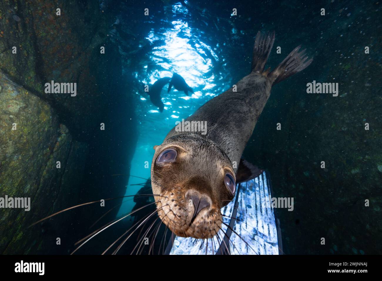 Seal stone hi-res stock photography and images - Alamy