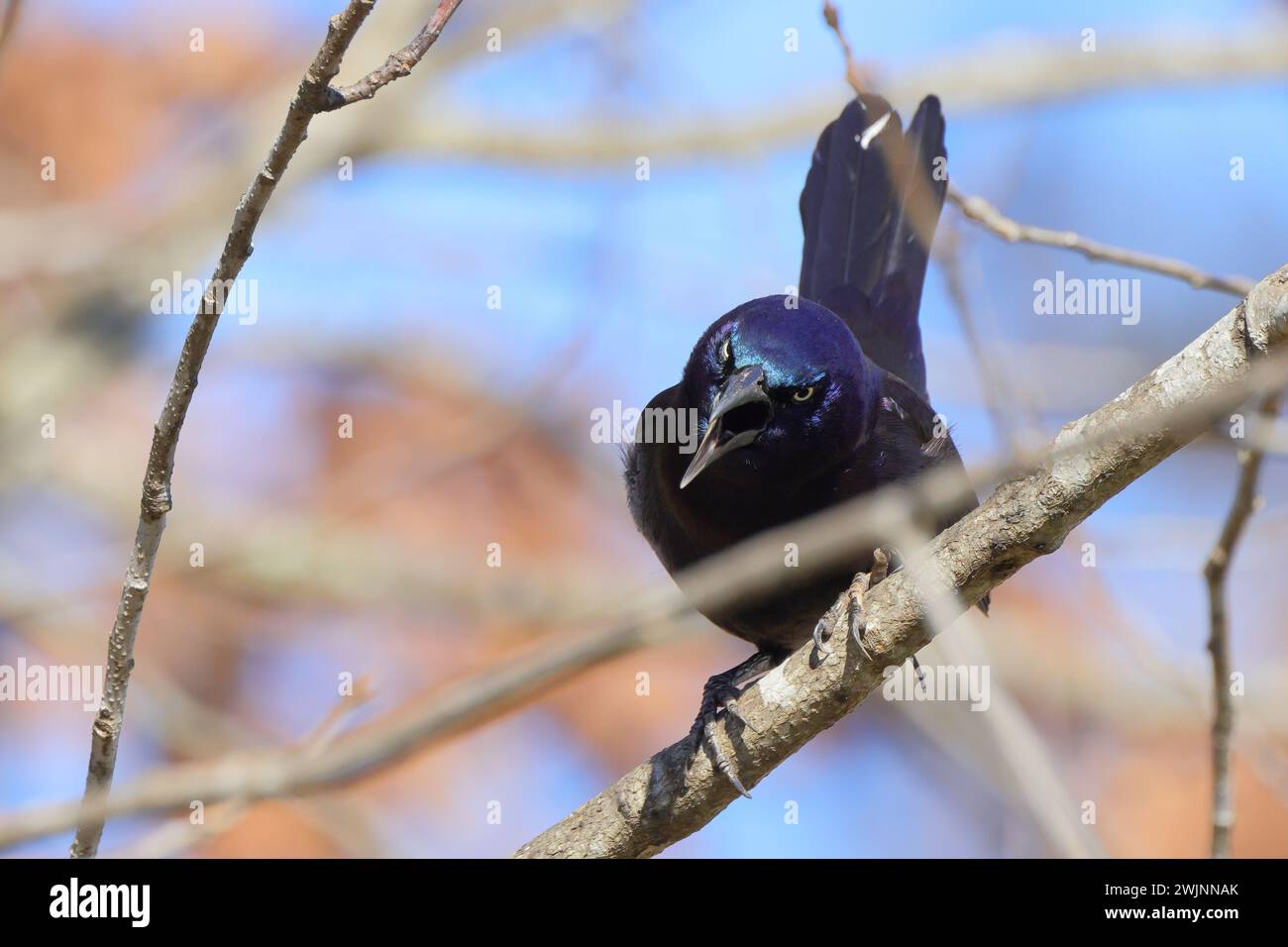 Bird with purple feathers hi-res stock photography and images - Alamy