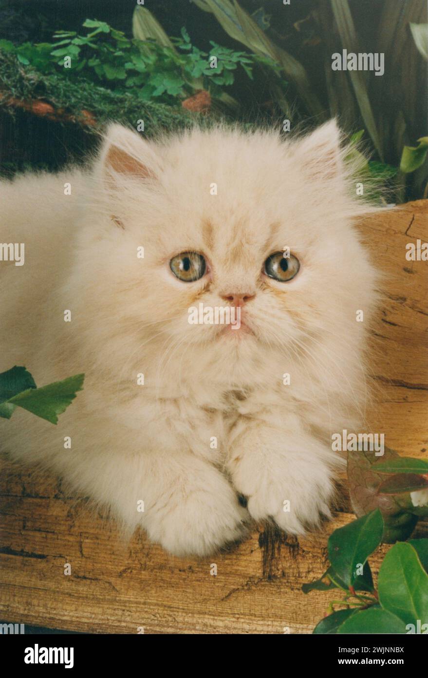 Persian Cream Kitten Stock Photo - Alamy