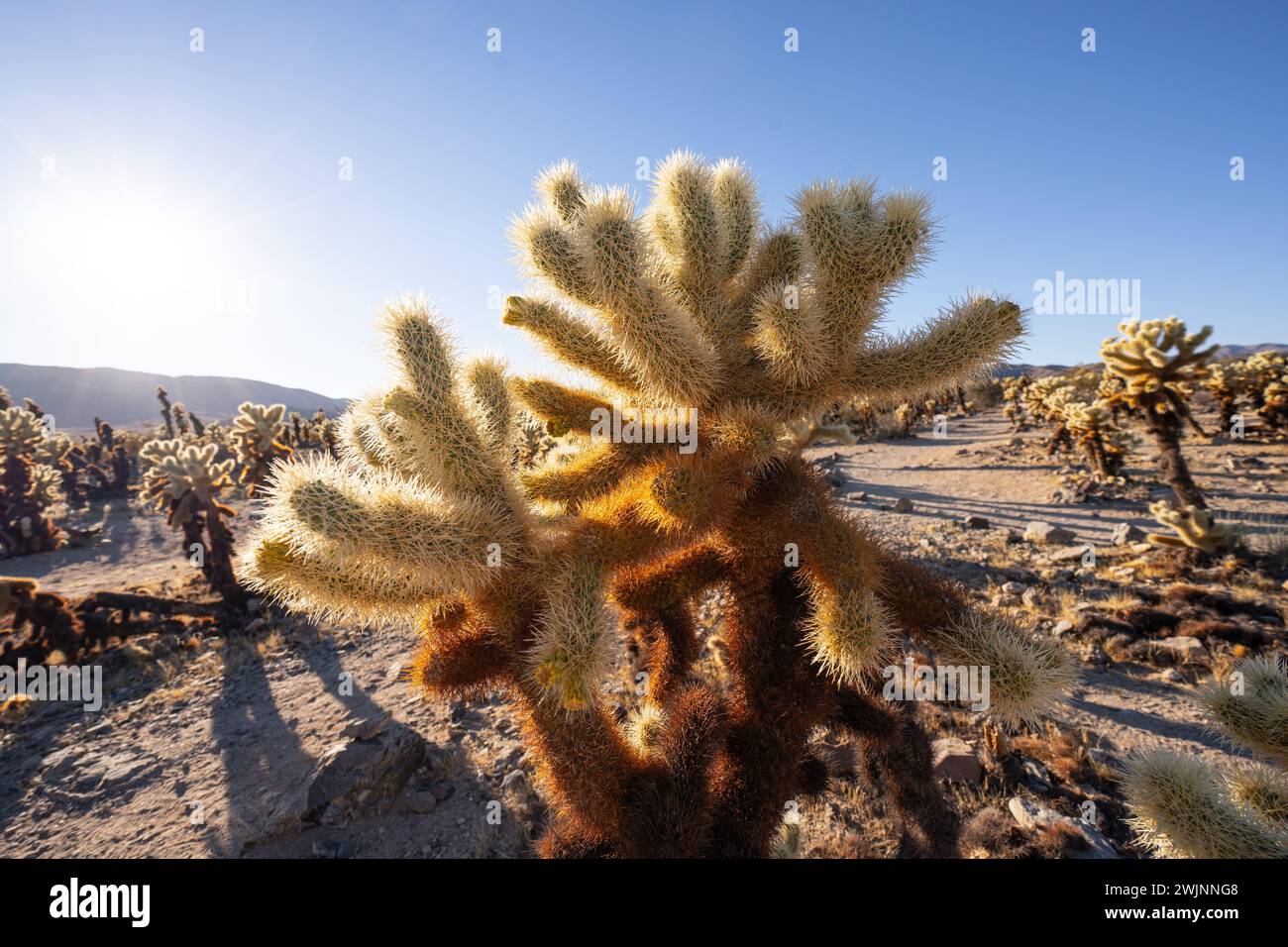 Joshua trees iconic plants hi-res stock photography and images - Alamy