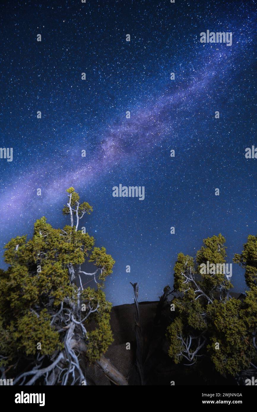 Night sky with trees hi-res stock photography and images - Alamy