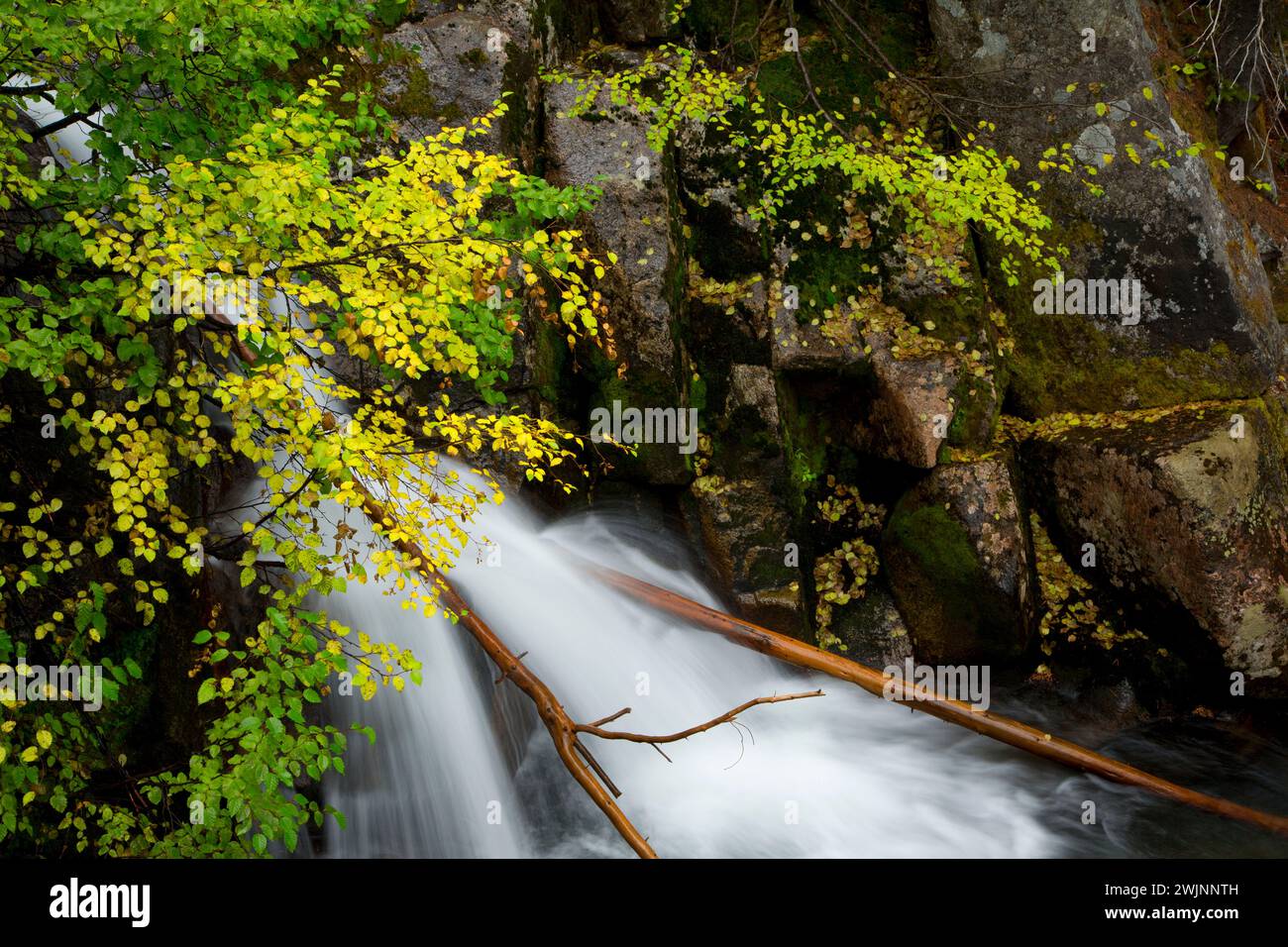 Lostine River along East Fork Lostine River Trail, Eagle Cap Wilderness ...