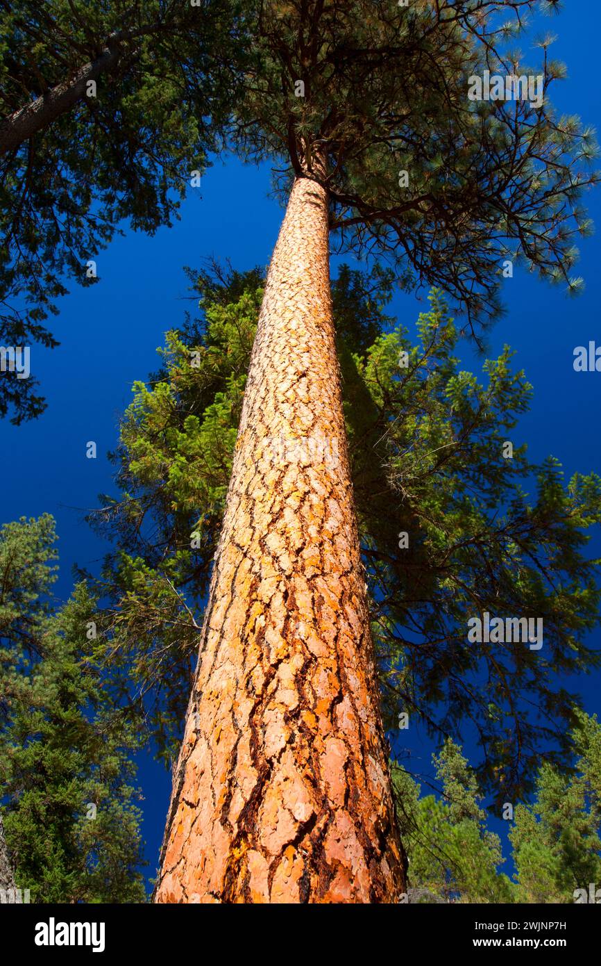 Ponderosa pine (Pinus ponderosa) along Martin Bridge Trail, Eagle Creek ...