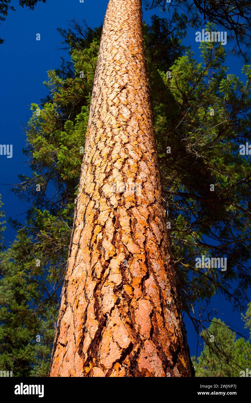 Tall old growth ponderosa pine hi-res stock photography and images - Alamy