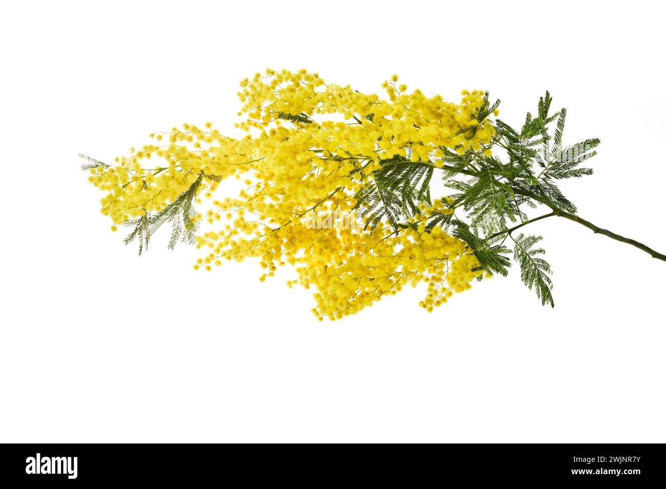 Mimosa flowers isolated on white backgrounds Stock Photo - Alamy
