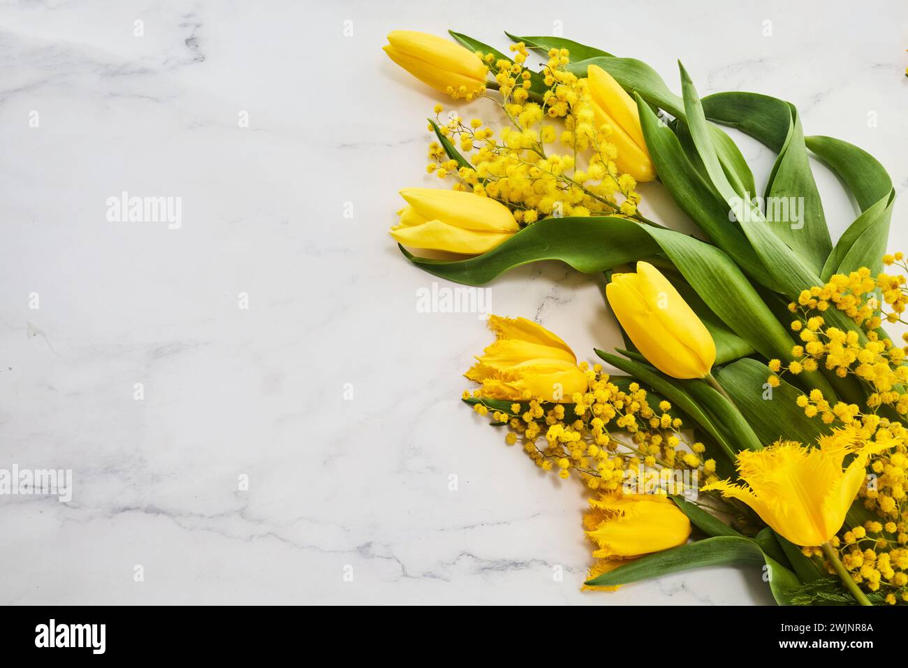 Greeting for International Women's Day on March 8th. Branches of mimosa ...