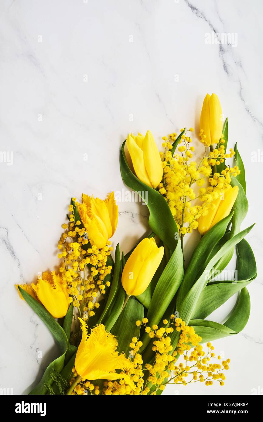 Greeting for International Women's Day on March 8th. Branches of mimosa ...