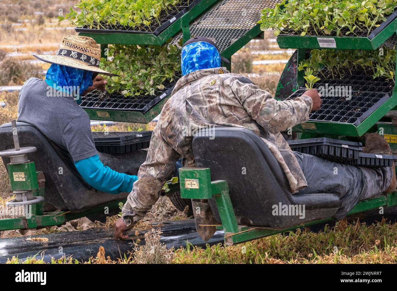 Watermelon transplanting in Seaford, Delaware Stock Photo - Alamy