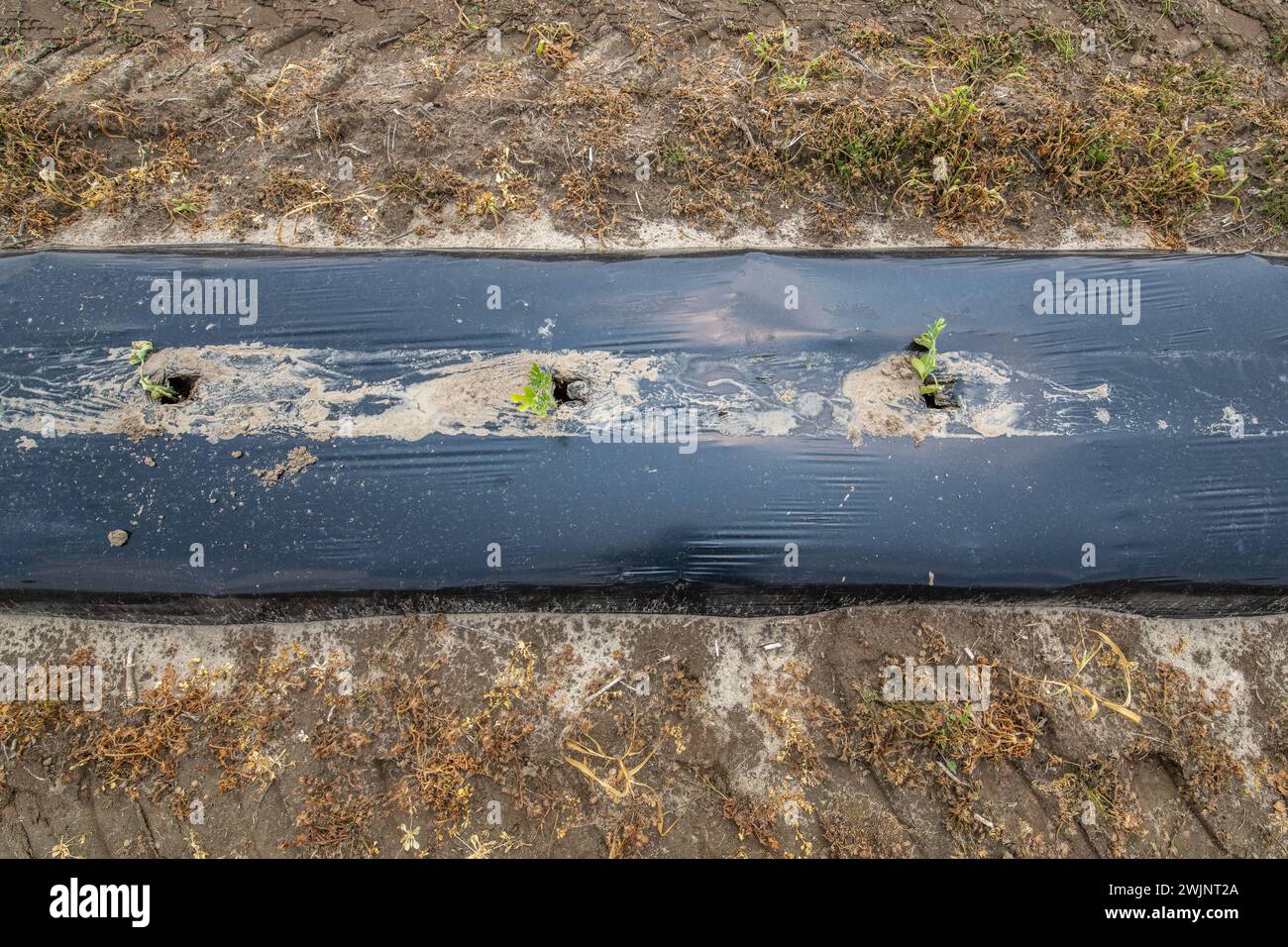 Watermelon planting hi-res stock photography and images - Alamy