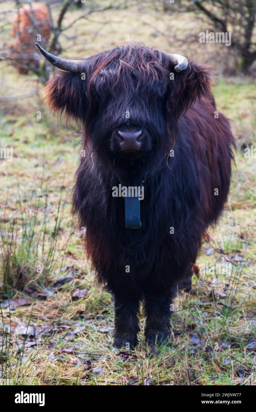 Scottish Highland cows grazing on a winters morning in Scotland Stock ...