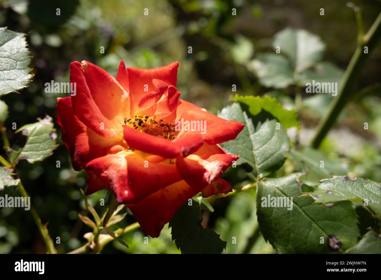 Austrian briar known as Persian yellow rose and Austrian copper rose flower (Rosa foetida Stock ...