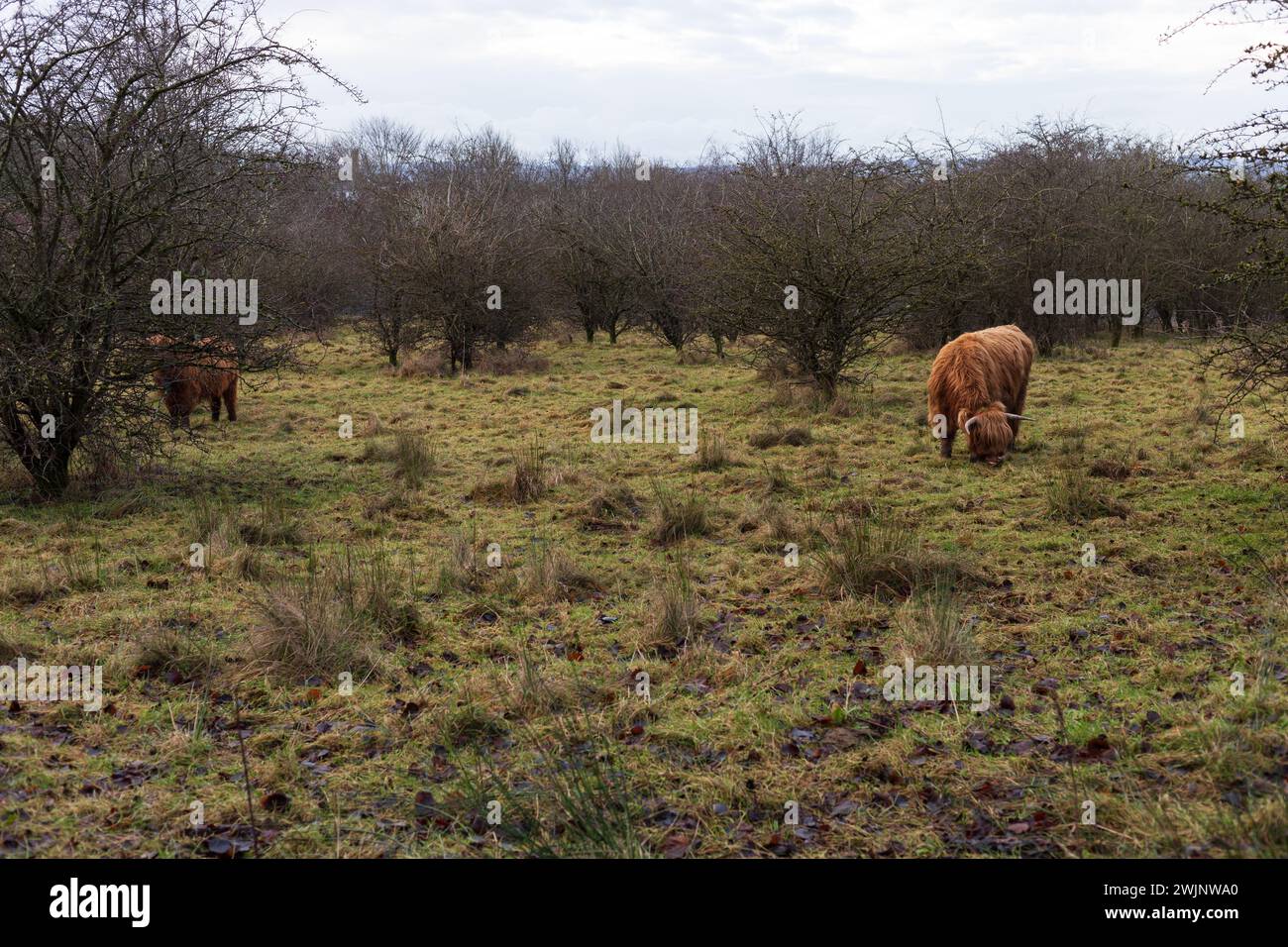 Scottish Highland cows grazing on a winters morning in Scotland Stock ...