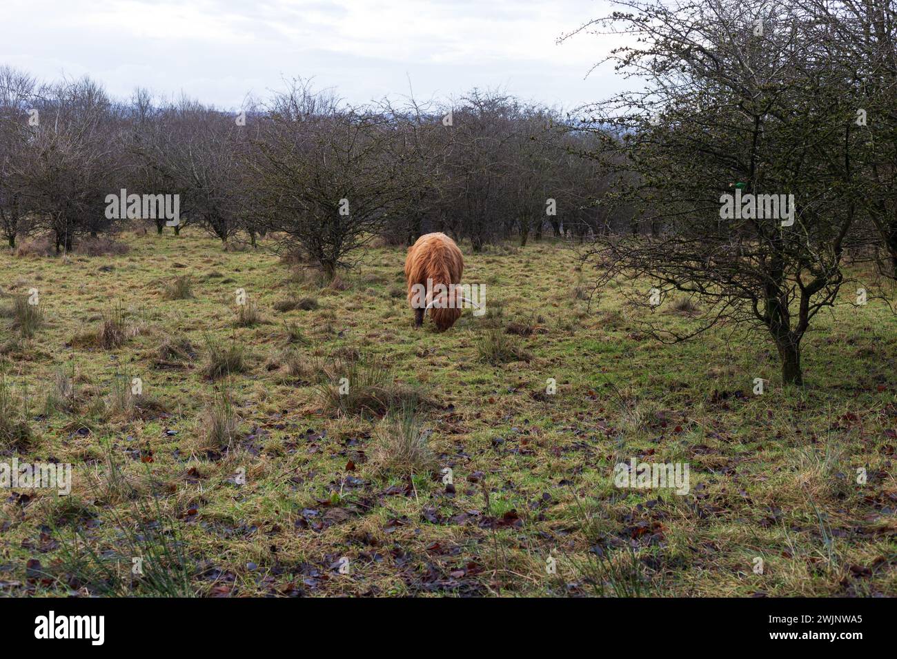 Scottish Highland cows grazing on a winters morning in Scotland Stock ...