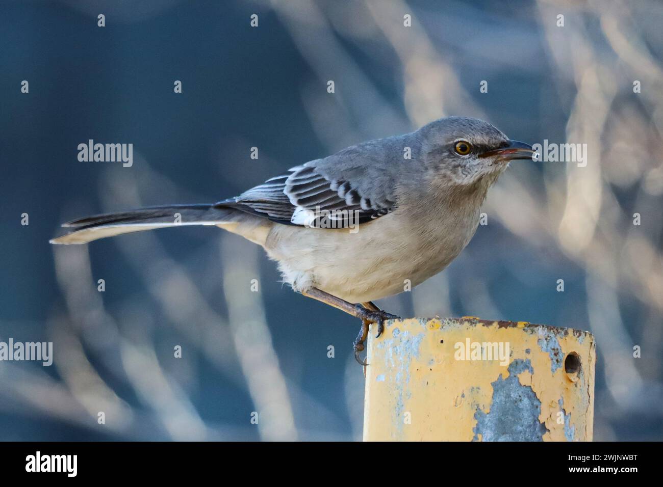 An image of a Northern Mockingbird perched on a post at Tommy Thompson ...