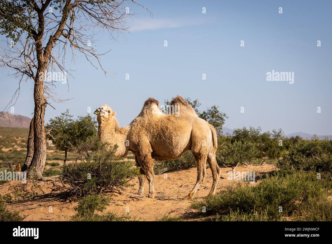 A light brown camel stands with its two large humps in a green oasis on ...