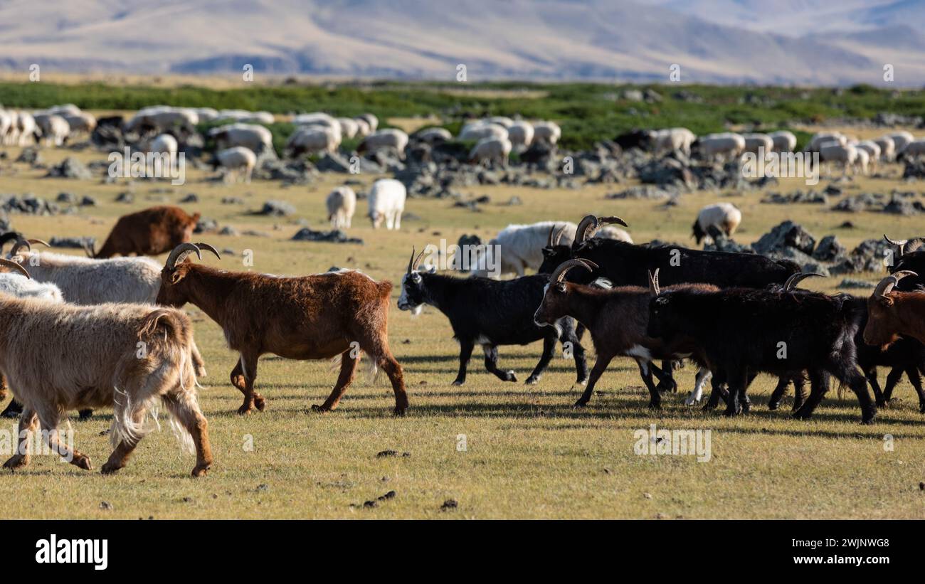 A nomadic herd of goats and sheep moves through the lowlands of central ...